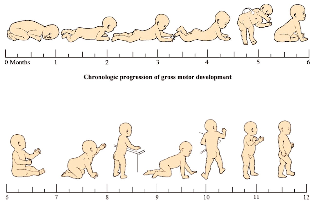 Motor Gelişim – Gelişim Fizyoterapi Danışmanlık